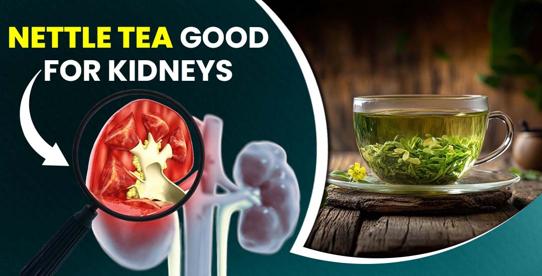 Is Nettle Tea Good for Kidneys? Benefits & Precautions