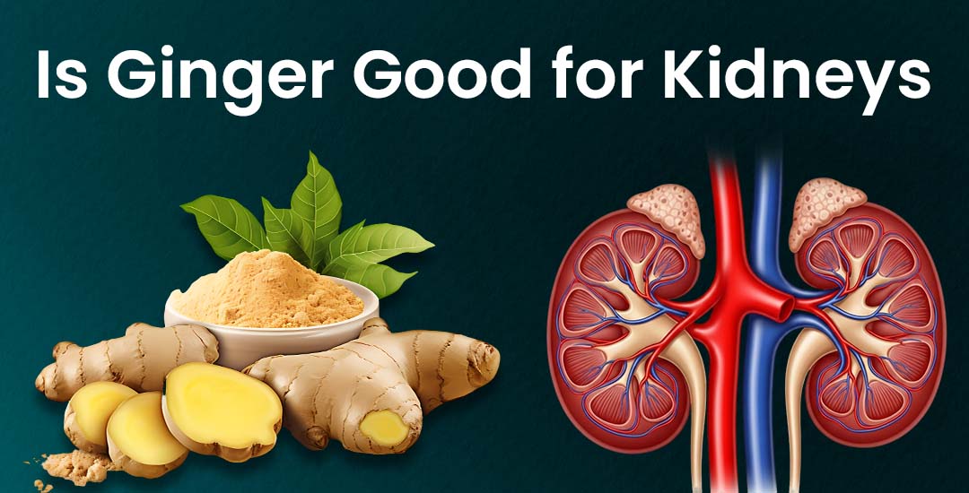 Is Ginger Good for Your Kidneys? Surprising Benefits & Safety Tips
