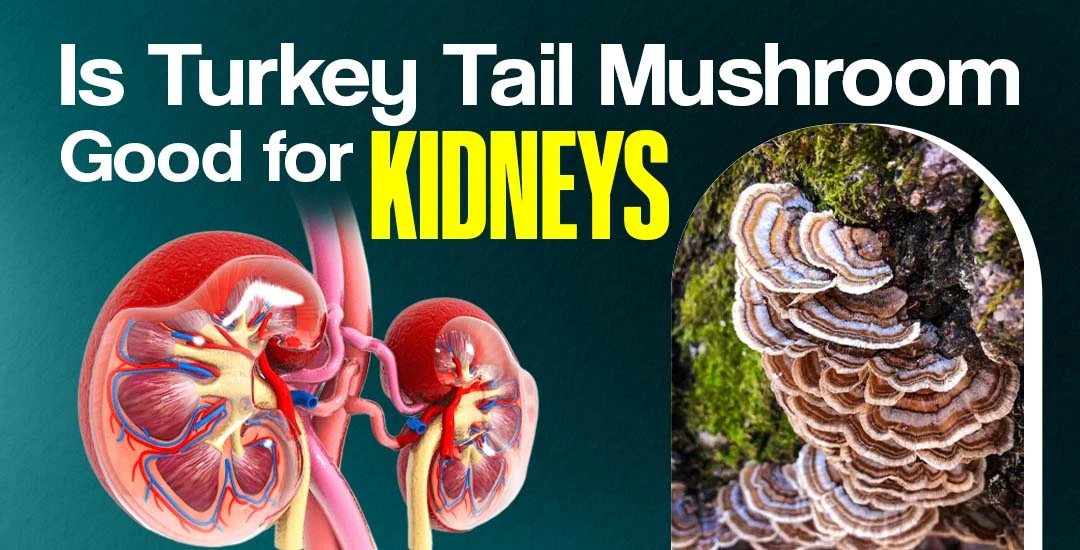 Is Turkey Tail Mushroom Good for Kidneys? Benefits & Risks
